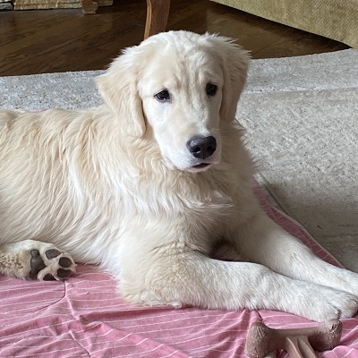 Golden Retriever Puppies | Calgary, Alberta, Canada